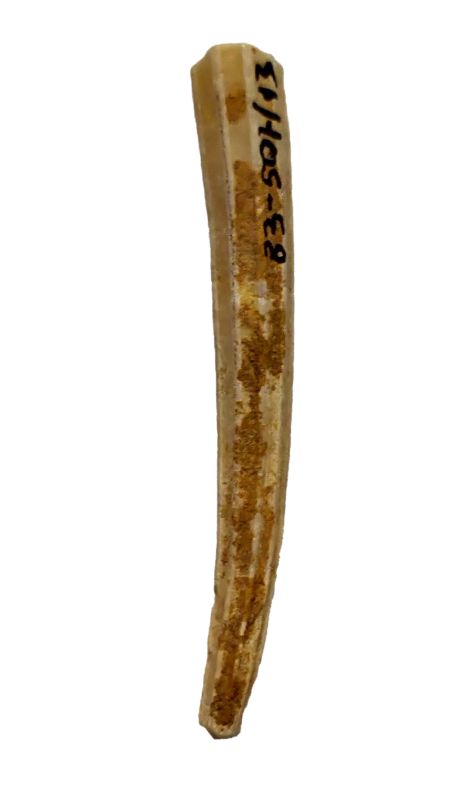 Dentalium | The Israel Museum, Jerusalem