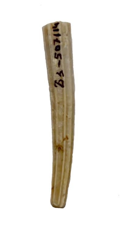 Dentalium | The Israel Museum, Jerusalem