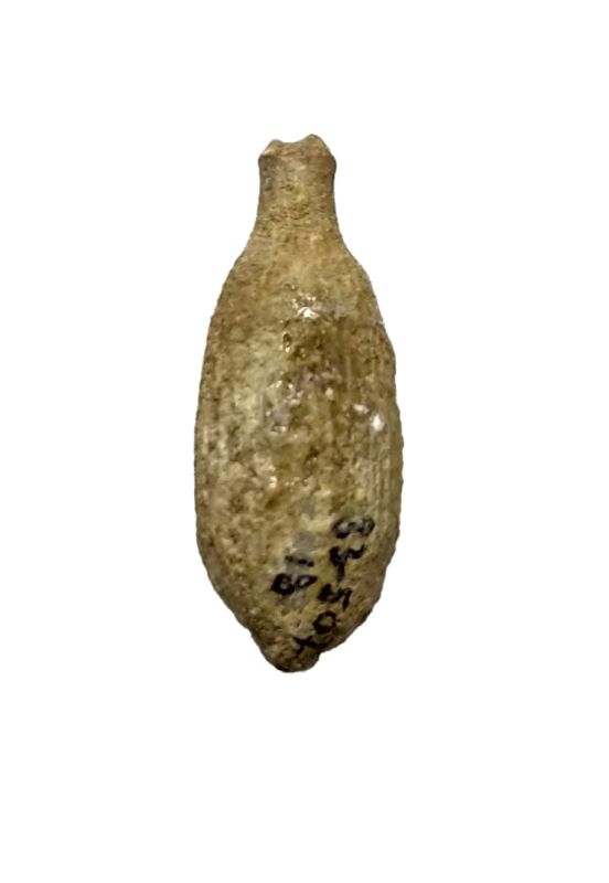 Fossil (pendant?) | The Israel Museum, Jerusalem