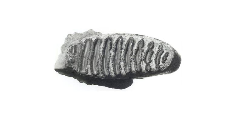 Elephant tooth | The Israel Museum, Jerusalem