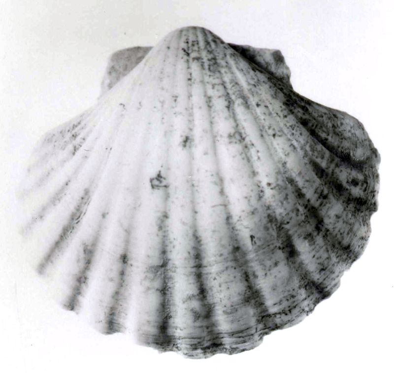 Red sea scallop | The Israel Museum, Jerusalem