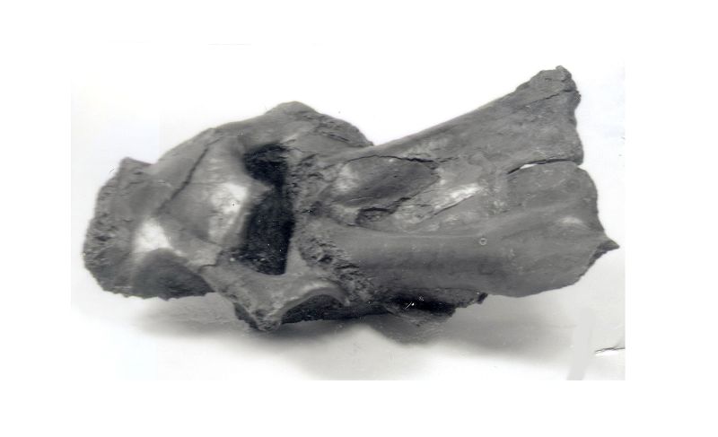 Elephant skull | The Israel Museum, Jerusalem