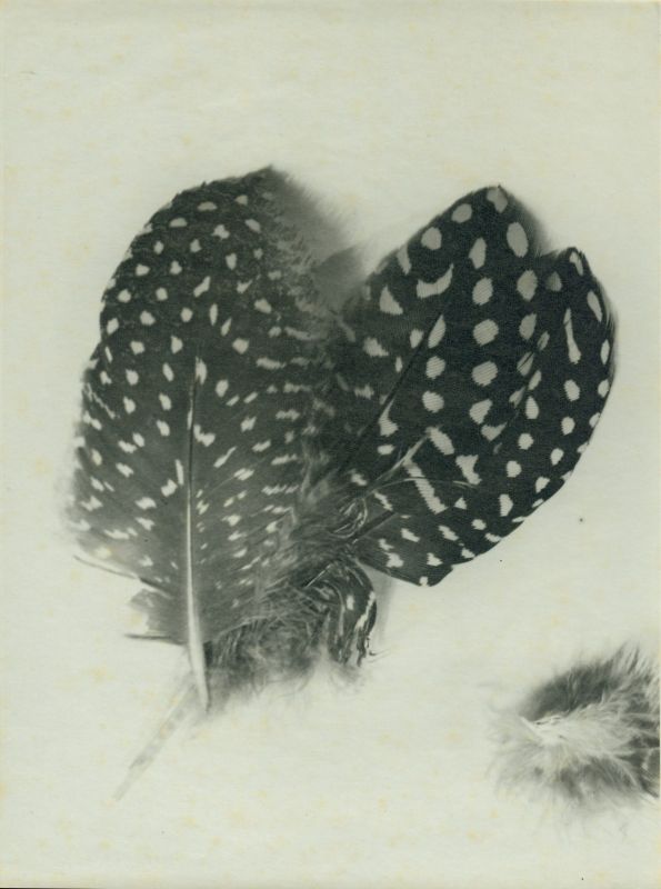 Feathers | The Israel Museum, Jerusalem