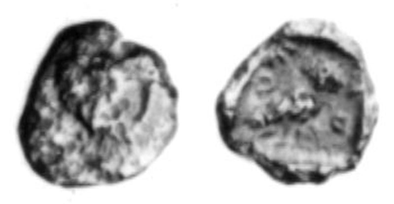 Coin of Philistia | The Israel Museum, Jerusalem